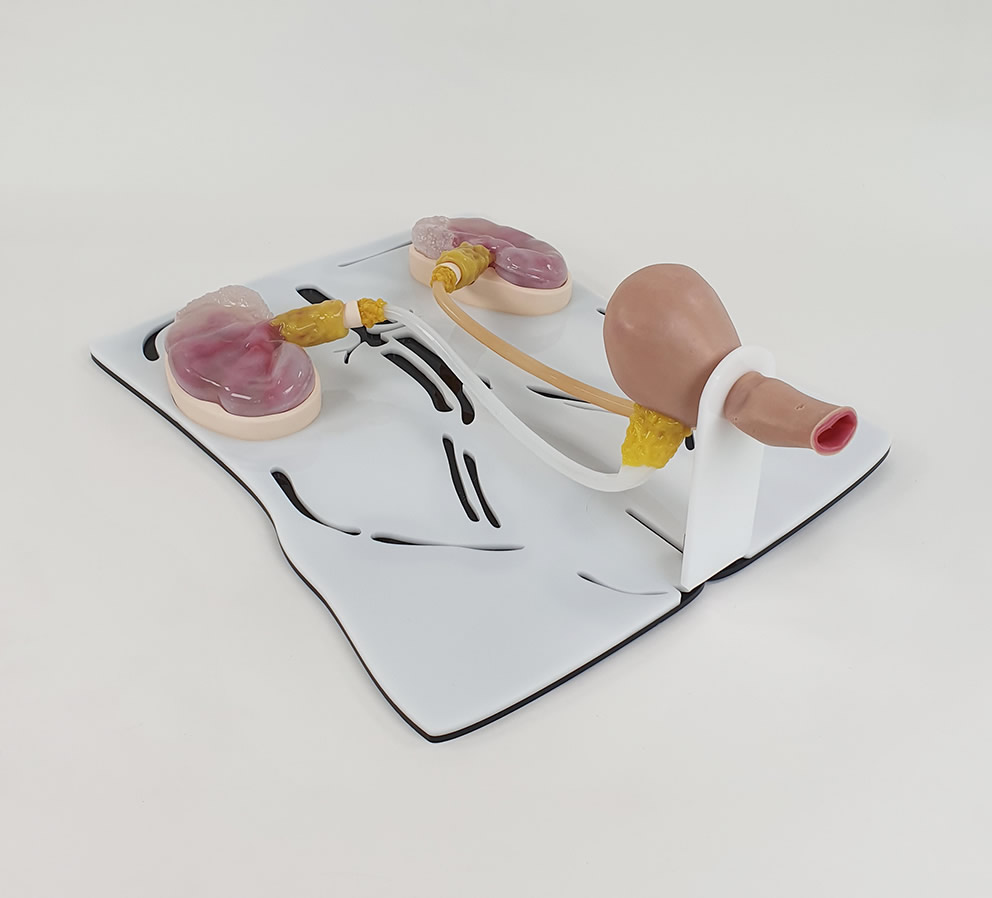 Ureteroscopic Trainer - SINI Medical Simulation
