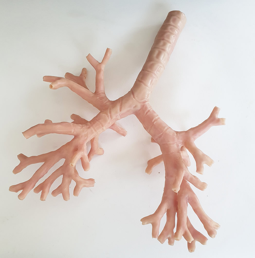 Bronchus Endoscopic Trainer - SINI Medical Simulation