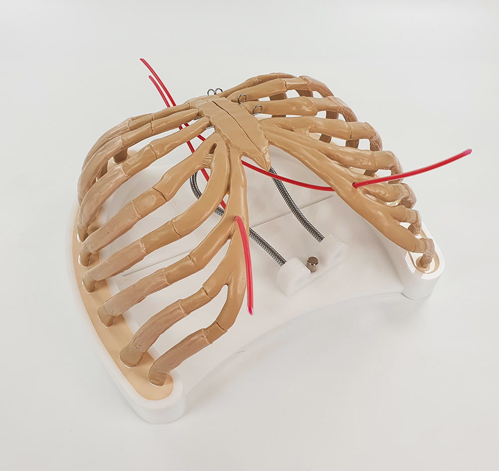 Heart Surgery Costal Model - SINI Medical Simulation