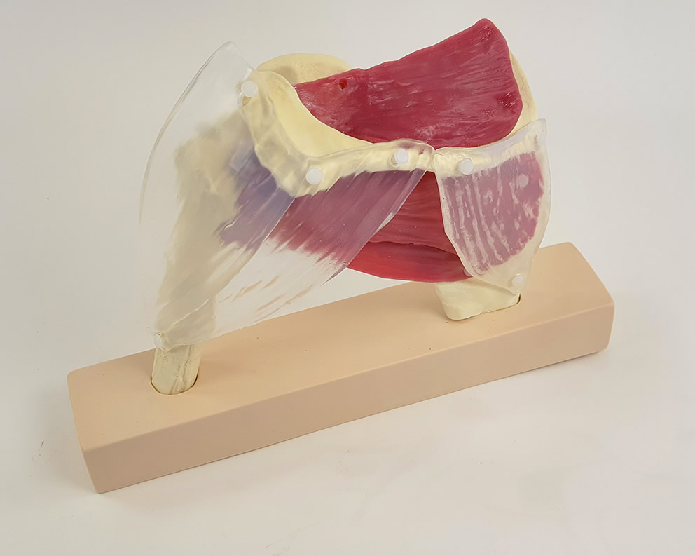 Shoulder Stand Model B - SINI Medical Simulation