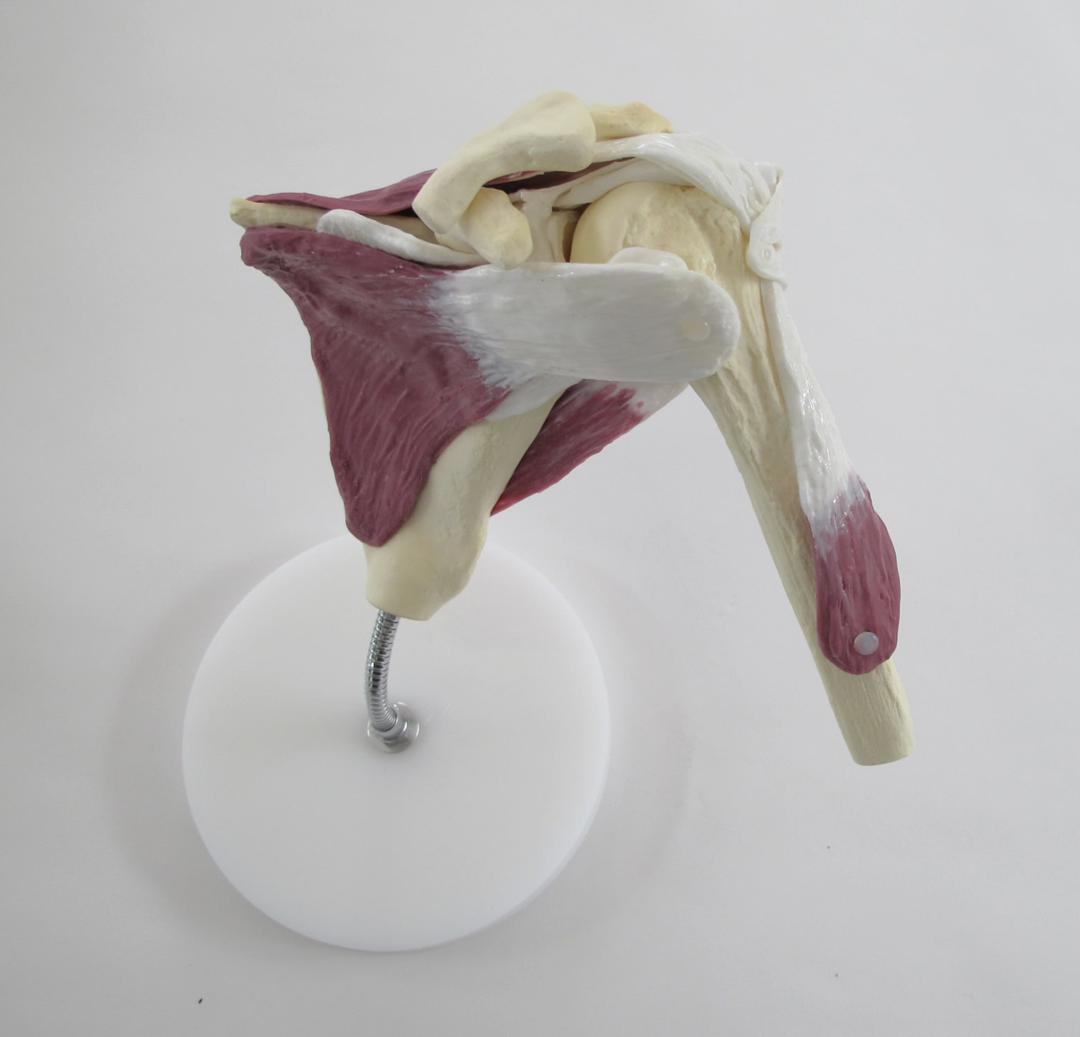Shoulder Stand Model A - SINI Medical Simulation