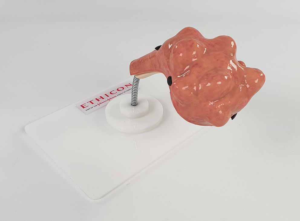 Uterine Myomectomy Half Trainer - SINI Medical Simulation